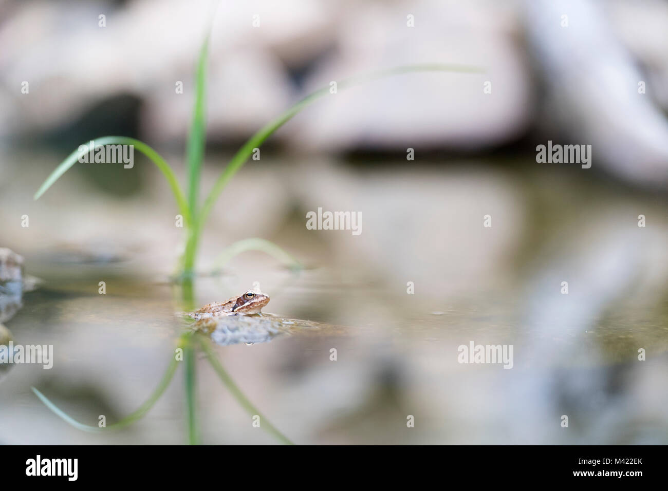 Brown Frog in nature water Stock Photo - Alamy