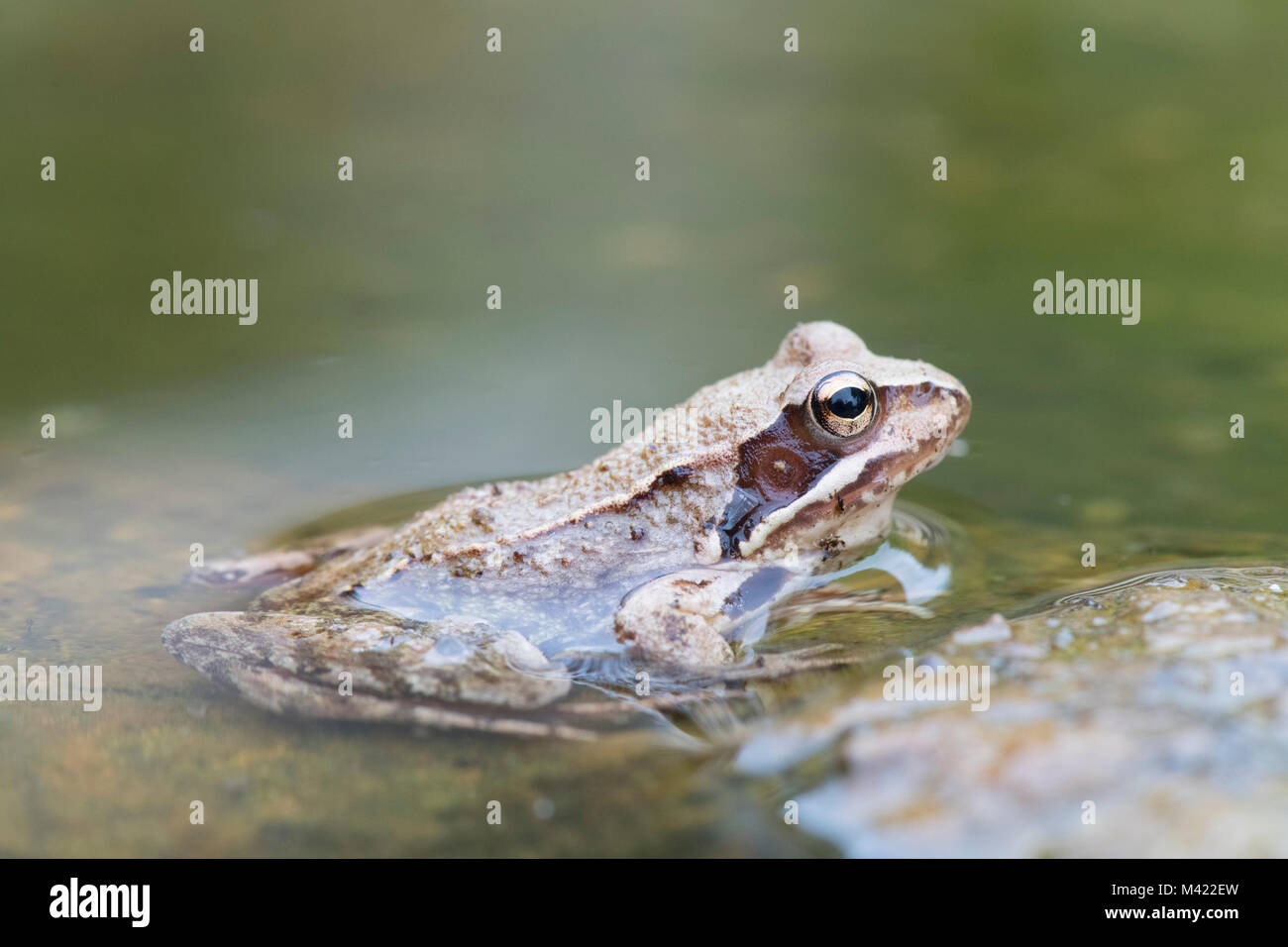 Brown Frog in nature water Stock Photo - Alamy