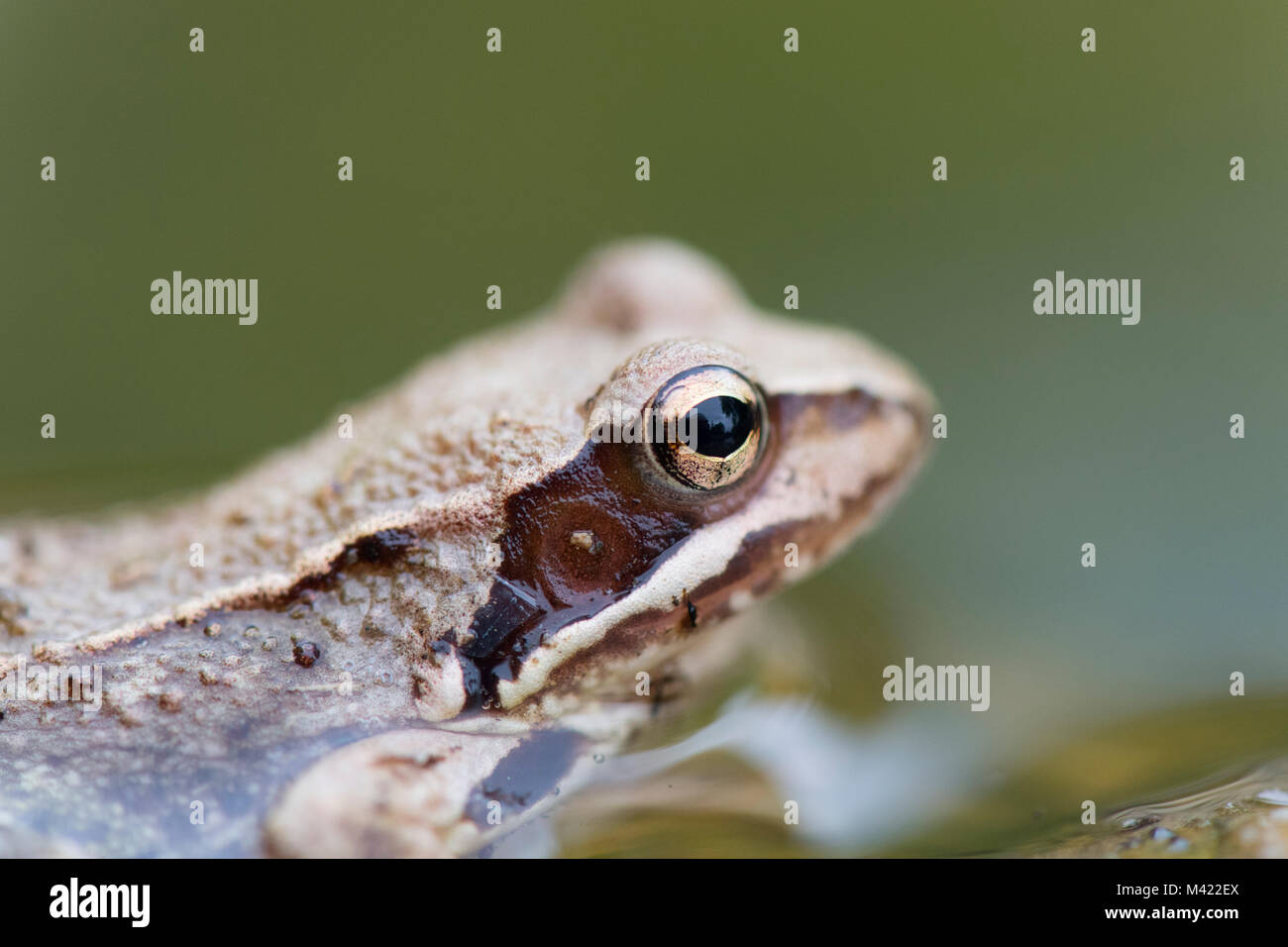 Brown Frog in nature water Stock Photo - Alamy