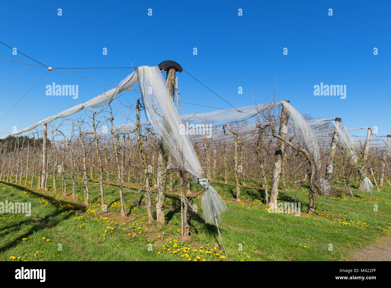 Rows apple trees in the French Limousin Stock Photo - Alamy