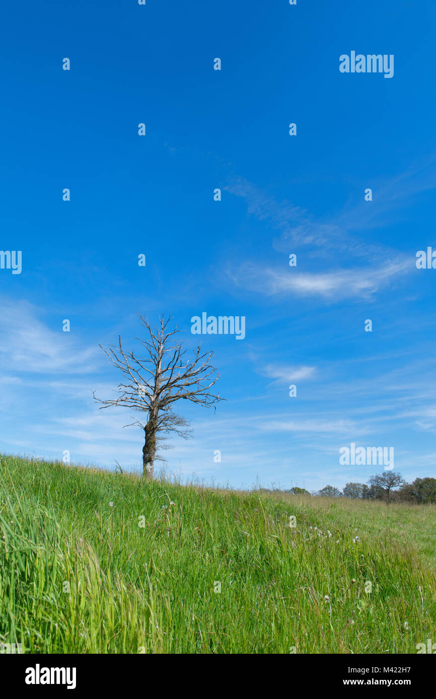 Dead tree alone in landscape Stock Photo - Alamy