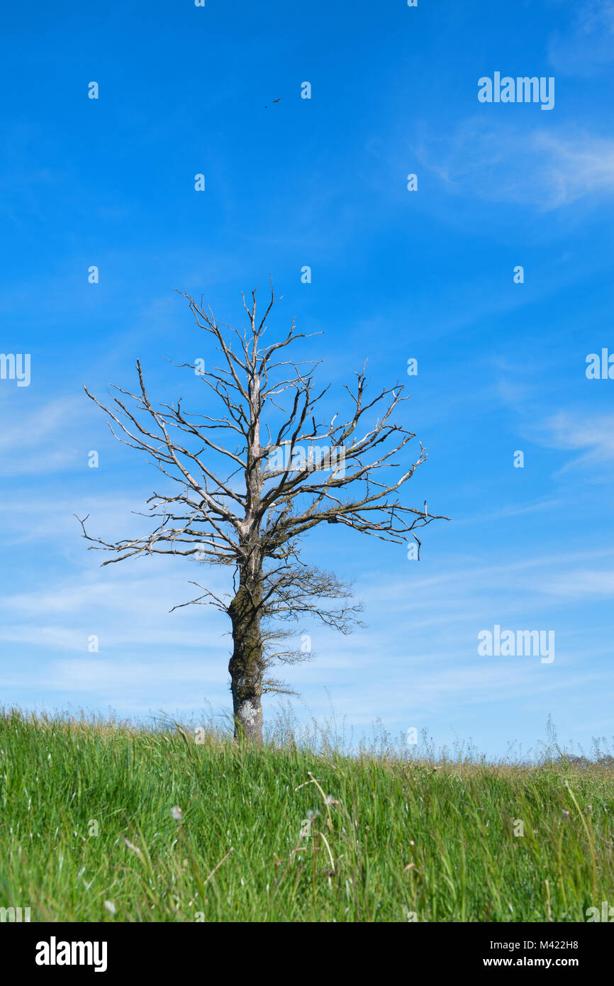Dead tree alone in landscape Stock Photo - Alamy