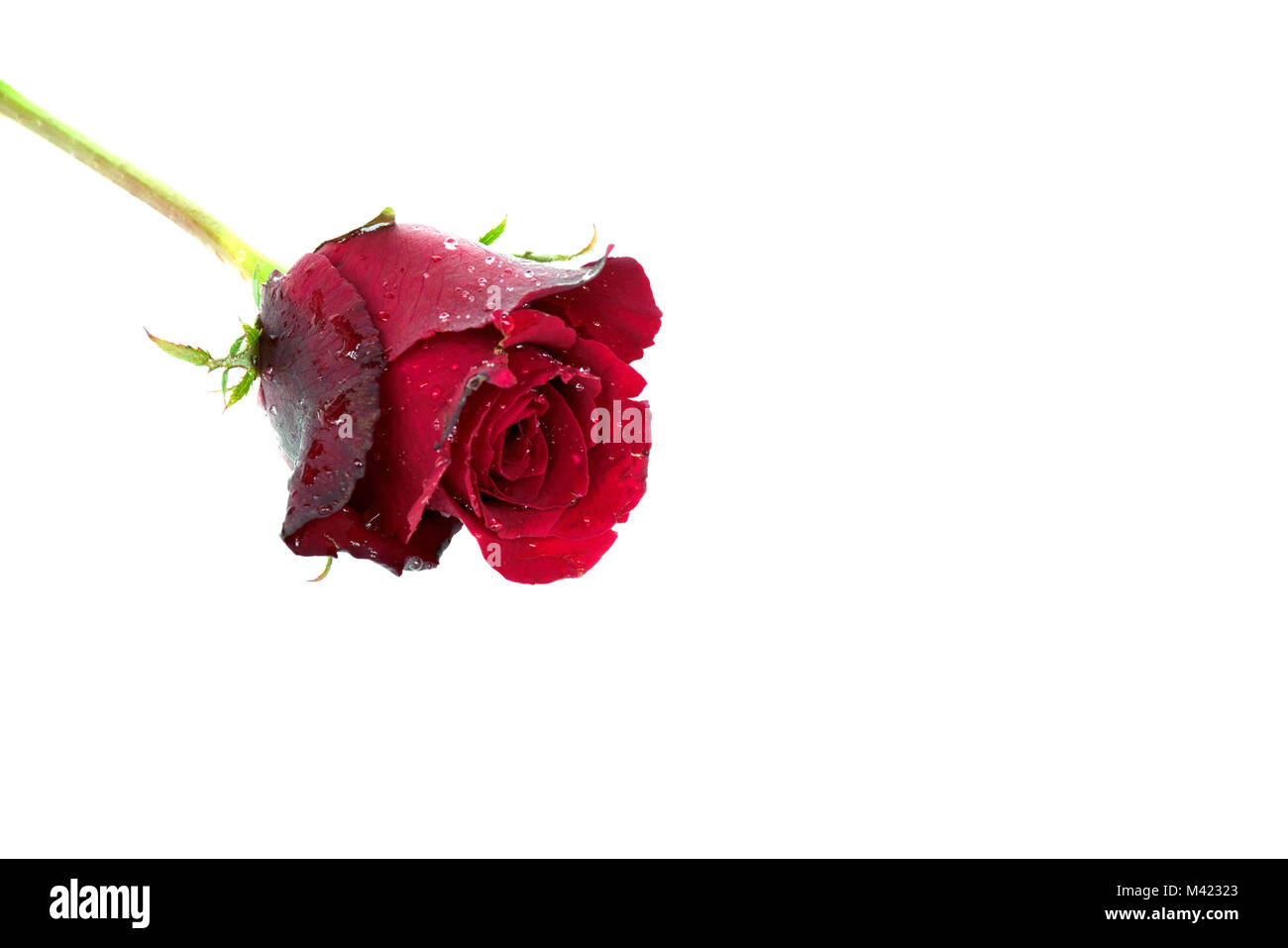 Colorful red rose flower with the dropping water and isolate the white ...