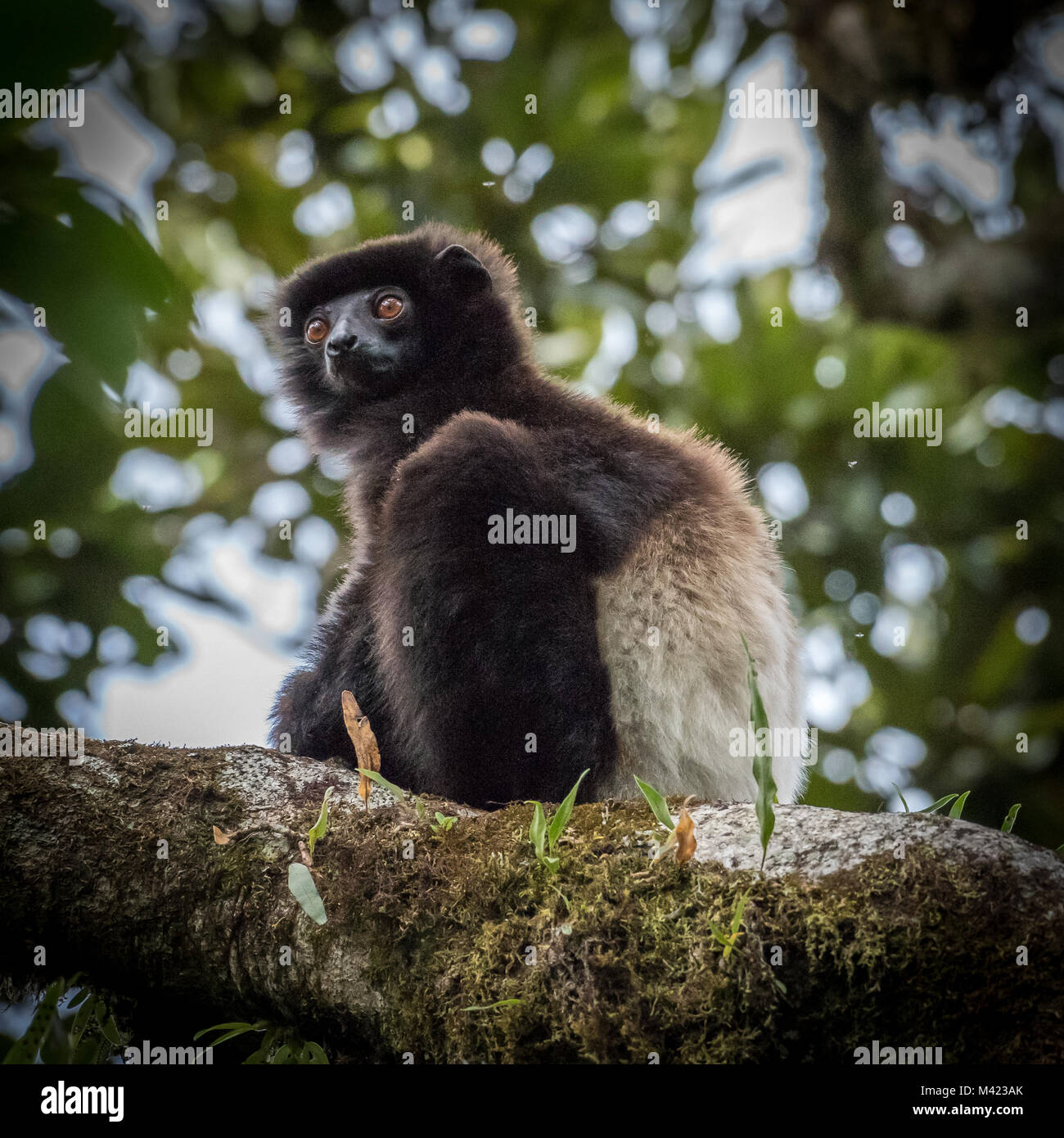 Milne edwards sifaka lemur propithecus diadema hi-res stock photography ...