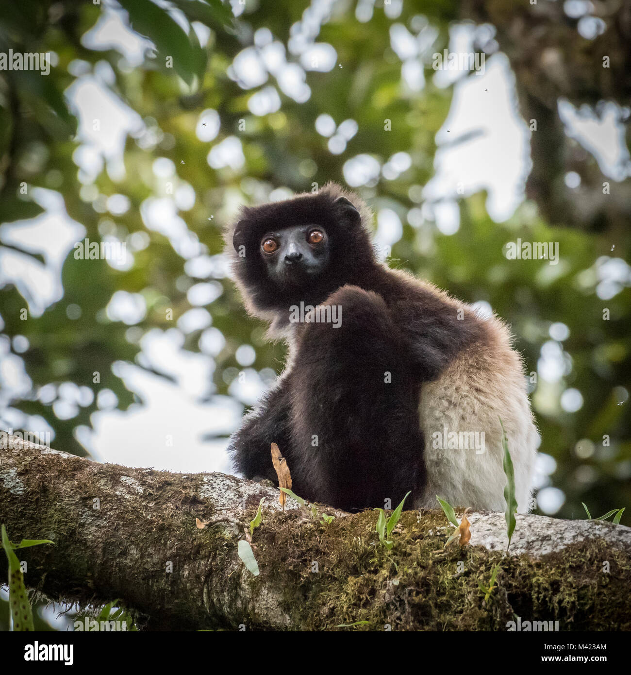 Milne edwards sifaka propithecus hi-res stock photography and images ...