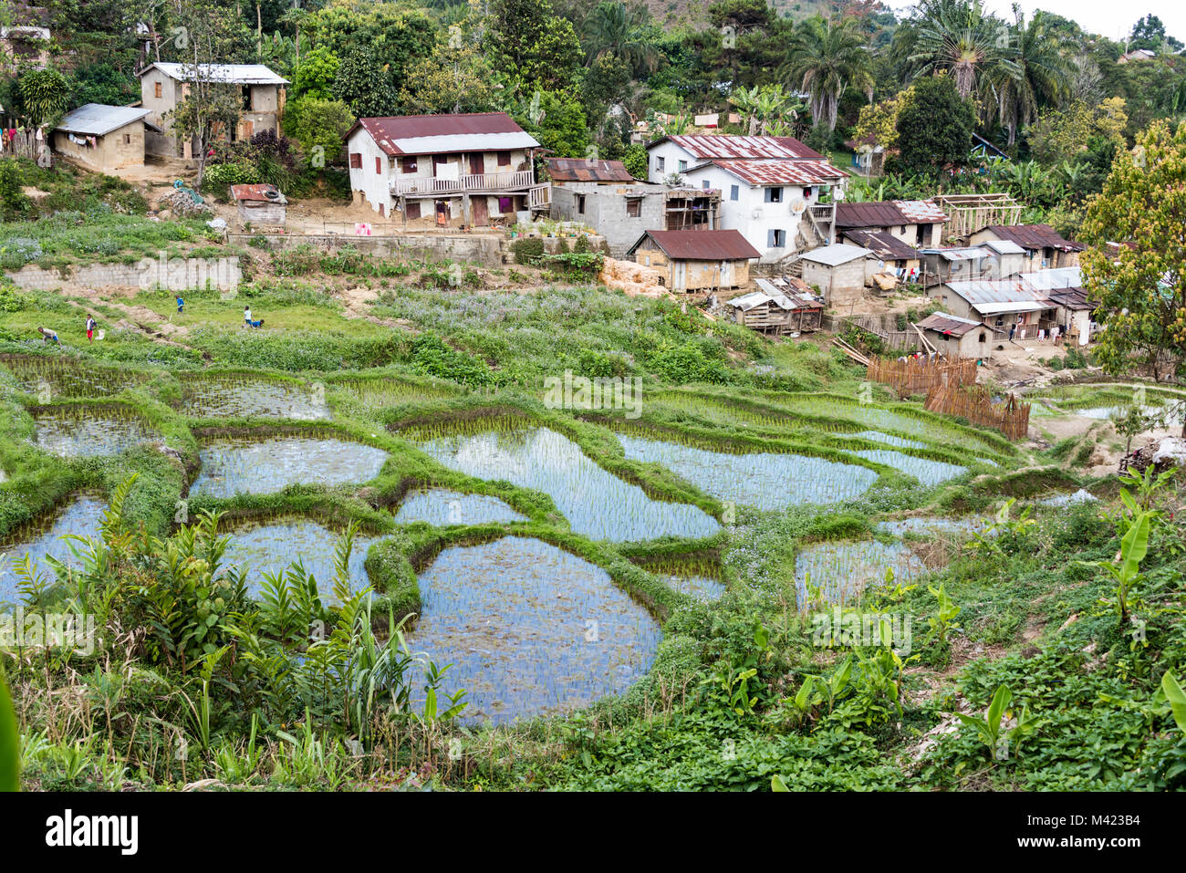 Paddy Fields and Village, Rural Landscape, Southern Madagascar Stock ...