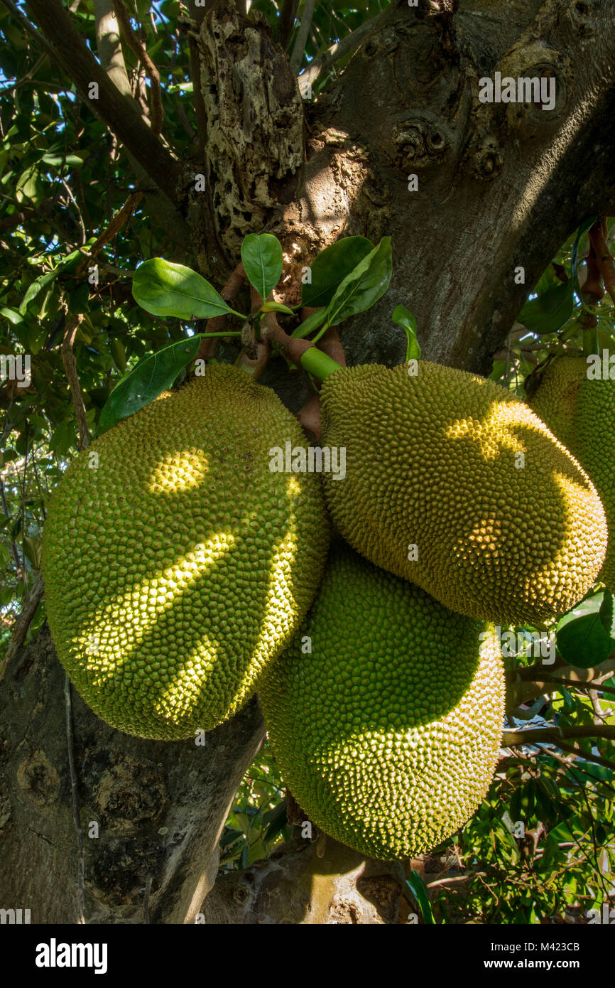 Jackfruit cluster on tree in jamaica, west indies, caribbean Stock ...
