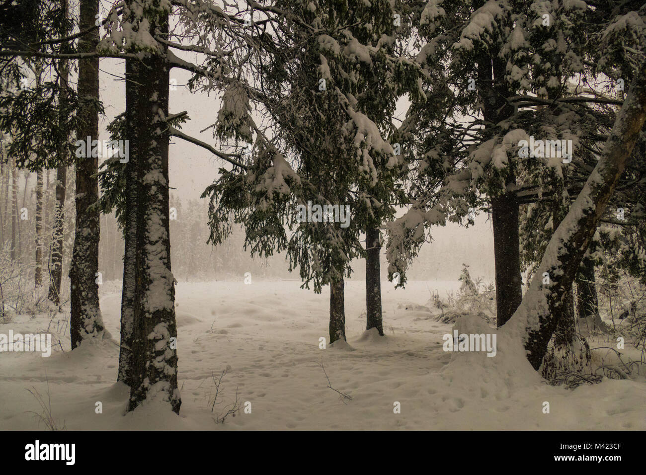 Forest in winter with snow Stock Photo - Alamy