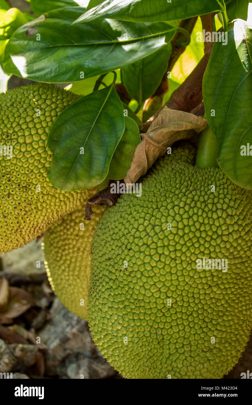 Jackfruit cluster on tree in jamaica, west indies, caribbean Stock ...