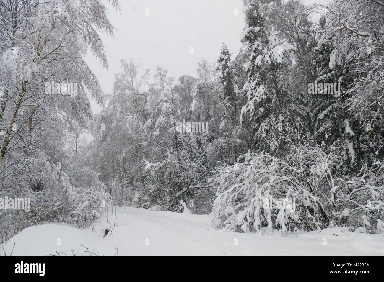 Forest in winter with snow Stock Photo - Alamy