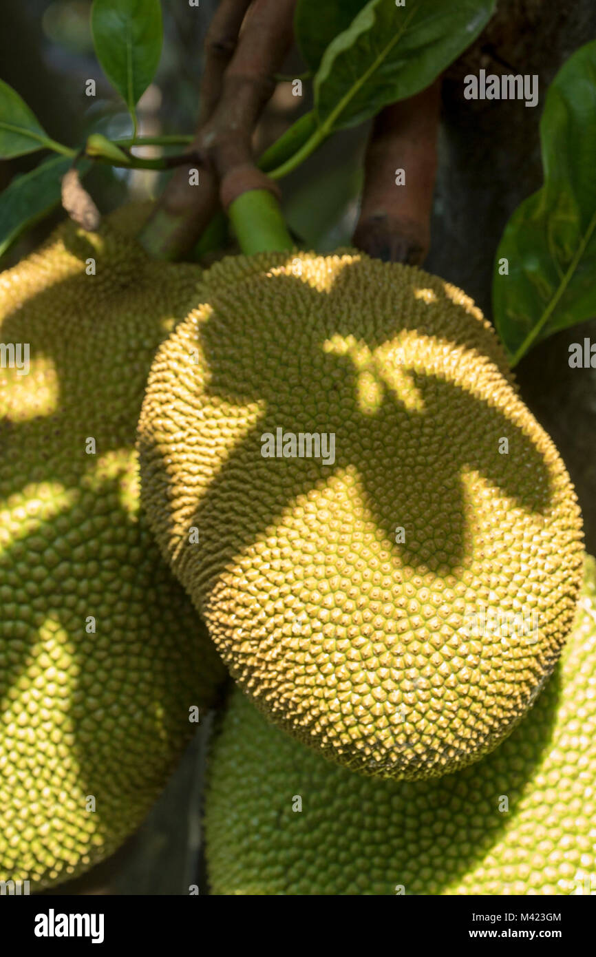 Jackfruit cluster on tree in jamaica, west indies, caribbean Stock ...
