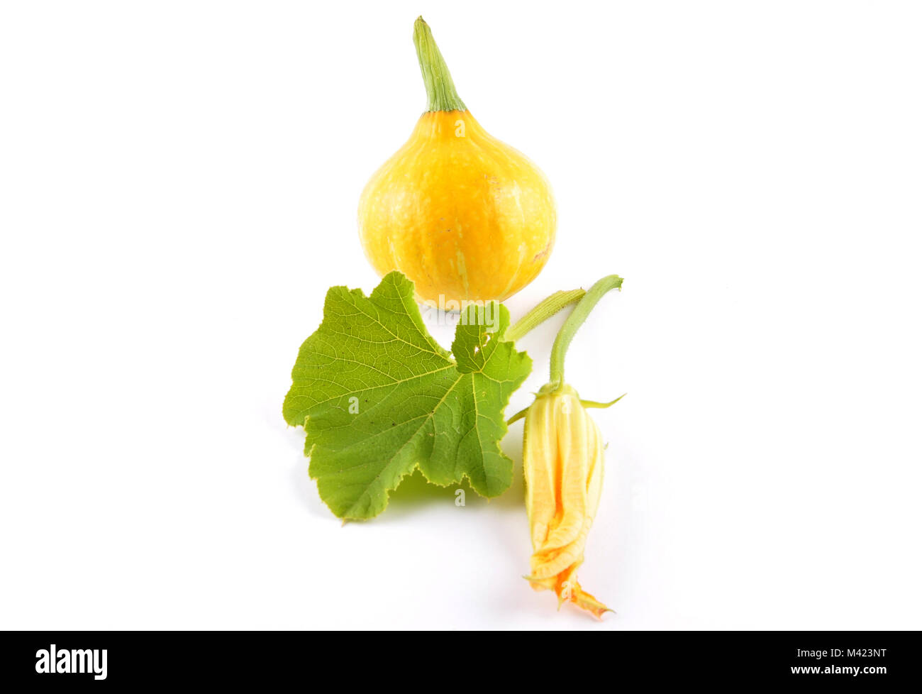 Cucurbit, leaf and flower on white Stock Photo - Alamy