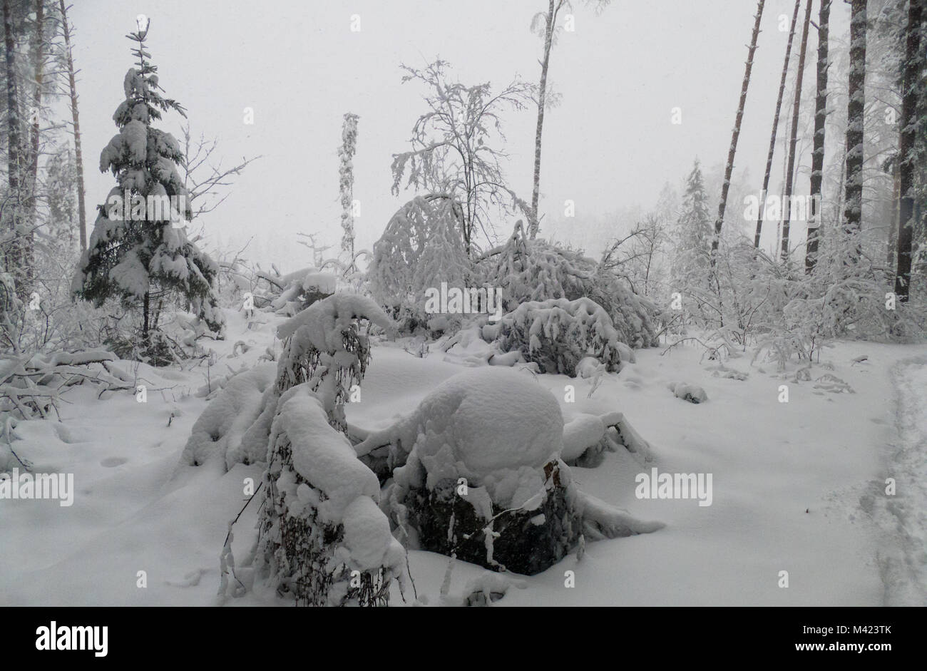 Snowy christmas tree background hi-res stock photography and images - Alamy