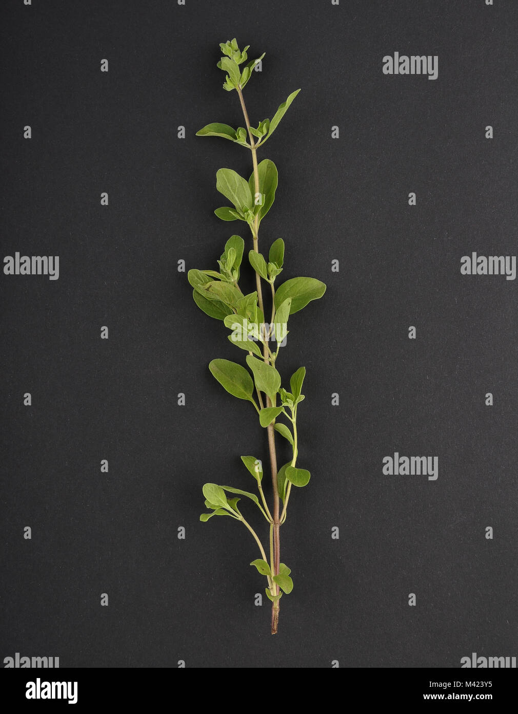 Marjoram on black background Stock Photo - Alamy