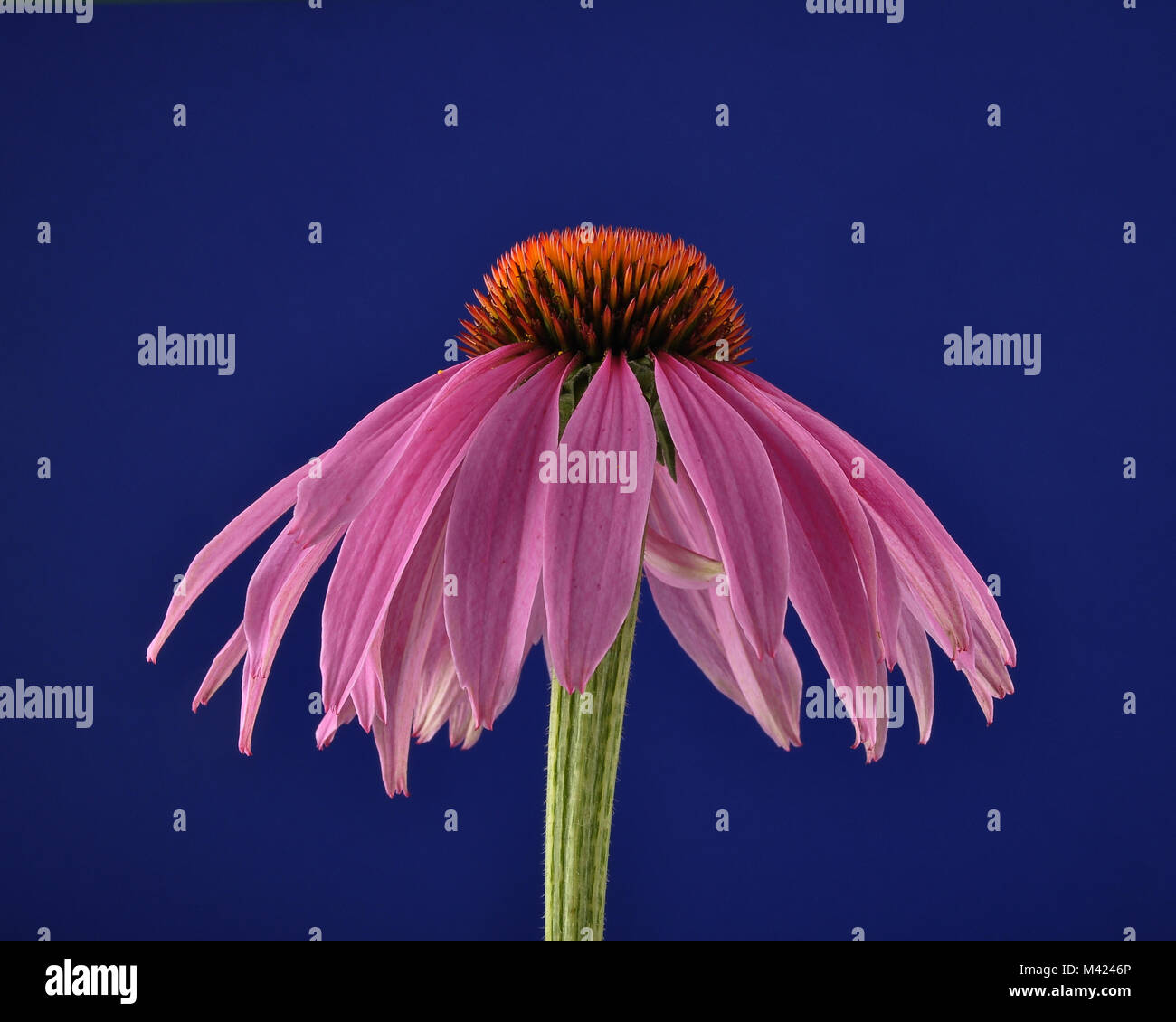 Purple coneflower on blue background Stock Photo - Alamy
