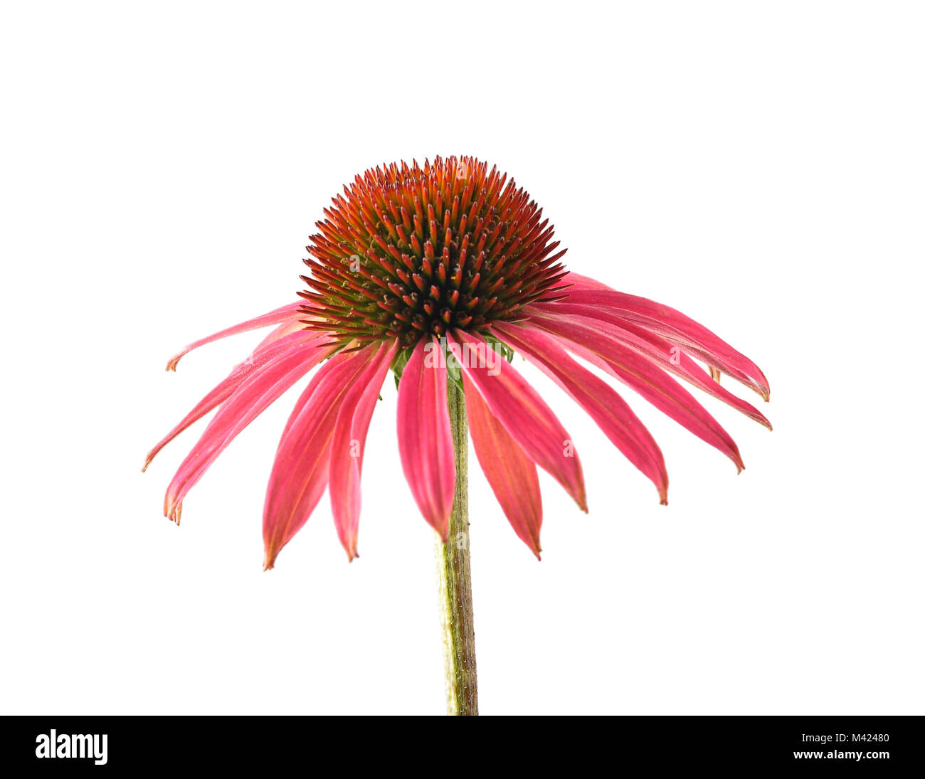 Red coneflower isolated on white background Stock Photo - Alamy