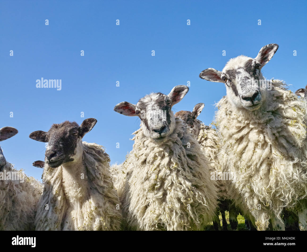 Dales bred sheep gather for feeding near Wath in Nidderdale, North ...