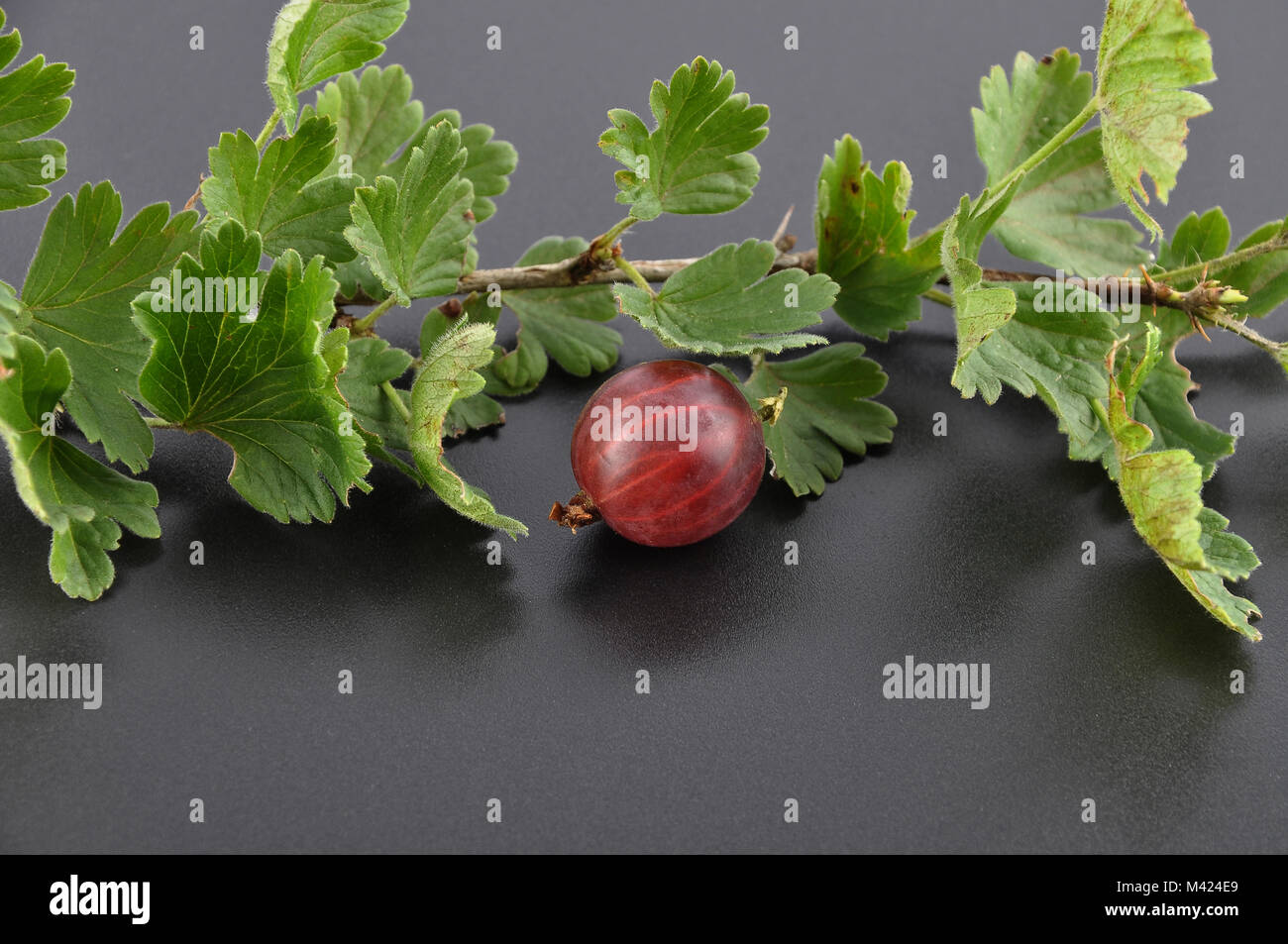 Gooseberry with twig on black Stock Photo - Alamy