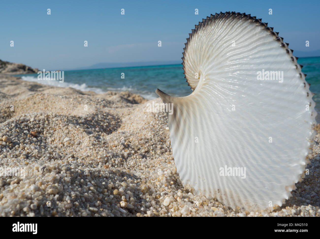 Seashell Beach Sea Stock Photo - Alamy