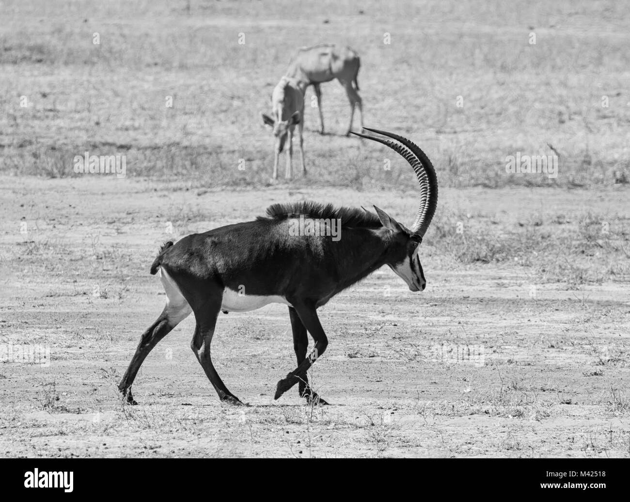 Sable antelope Black and White Stock Photos & Images - Alamy