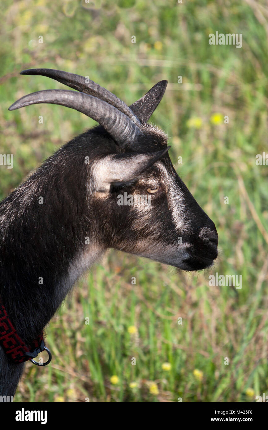 Black goat on green grass background Stock Photo - Alamy