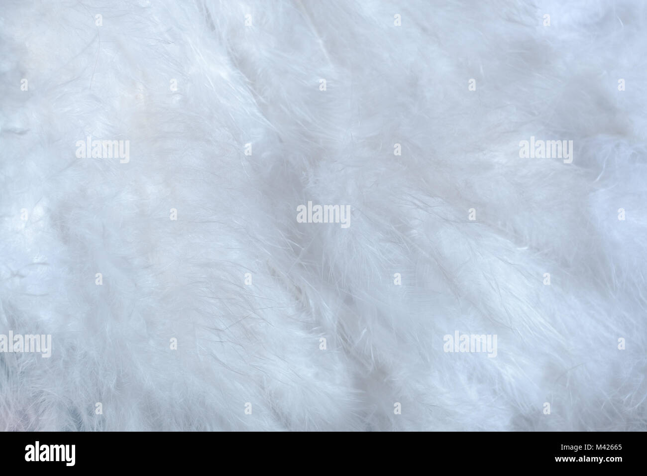 Beautiful white background of a lot of soft fluffy bird feathers ...