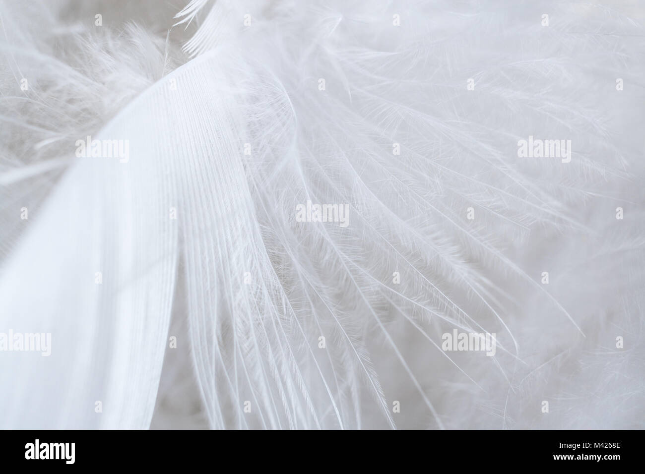Close-up beautiful organic structure of big white bird feather ...