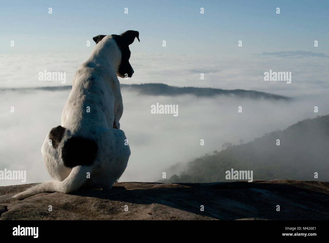 Fog dog hi-res stock photography and images - Alamy