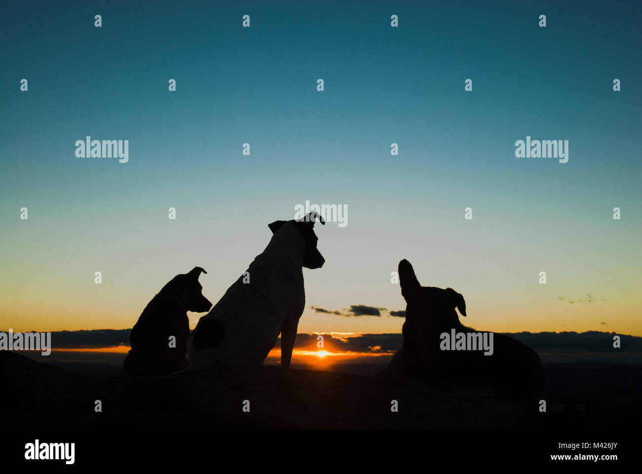Three dogs silhouettes at sunset in Brazil Stock Photo - Alamy