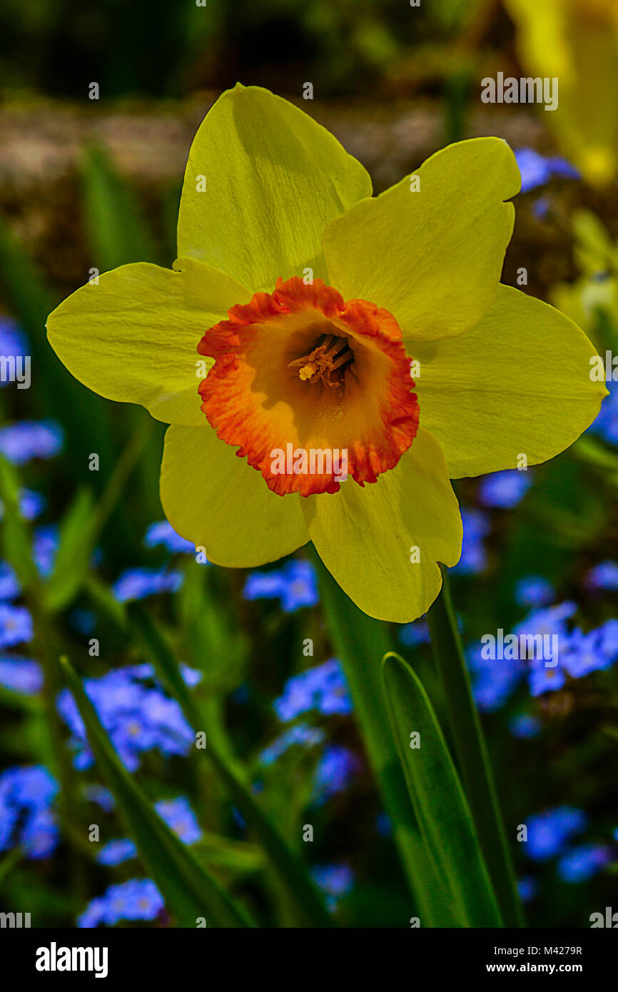 Bumblebee daffodil bee hi-res stock photography and images - Alamy