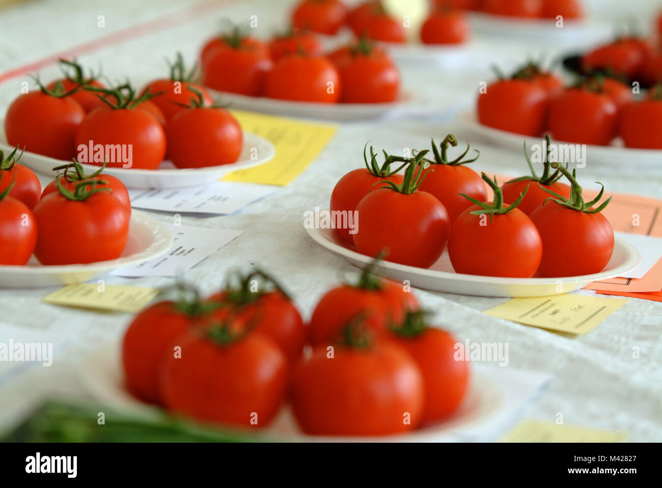 Vegetable show at Margam Park, Wales Stock Photo - Alamy