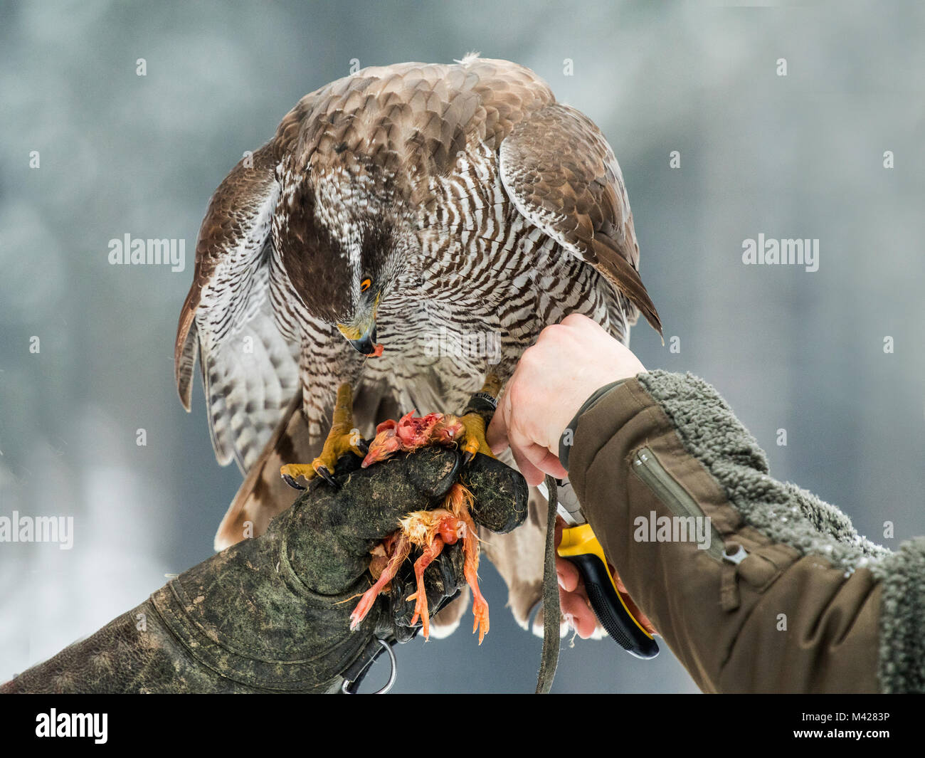 Falcon eats chicken meat sitting at man's arm Stock Photo - Alamy