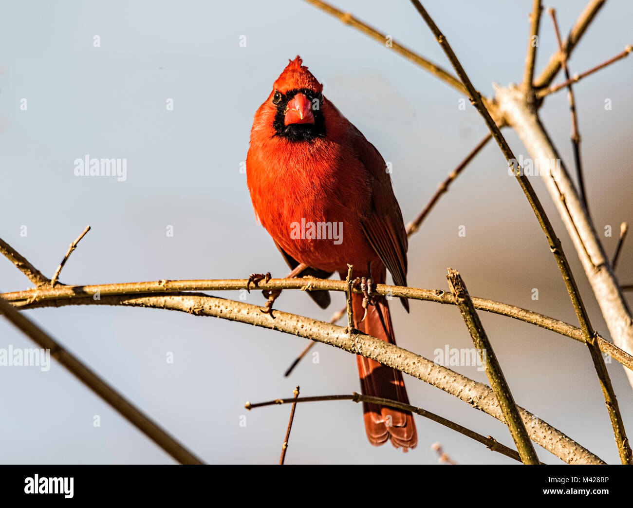Northern Cardinal (male Stock Photo - Alamy