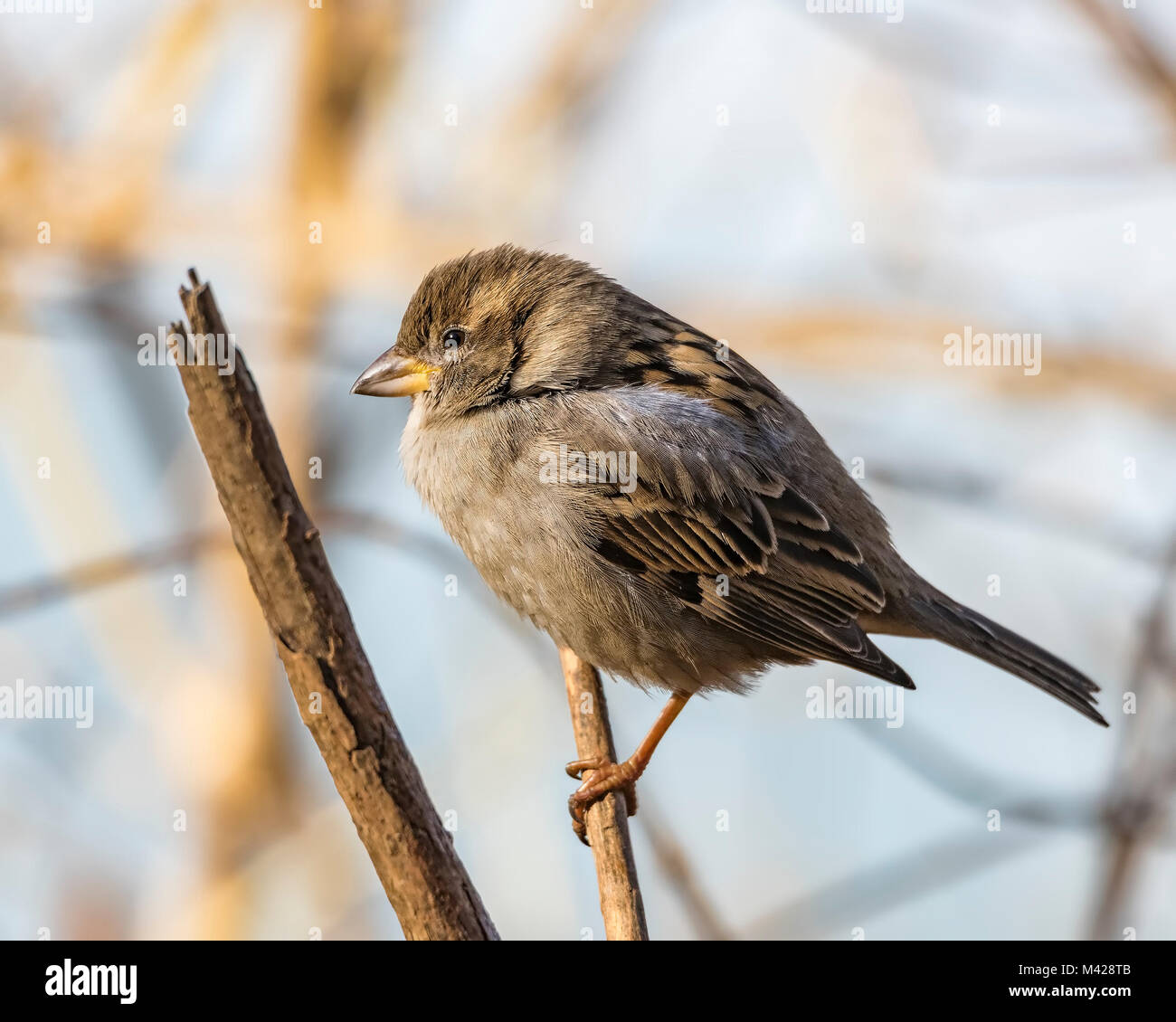 Female house sparrow in flight hi-res stock photography and images - Alamy