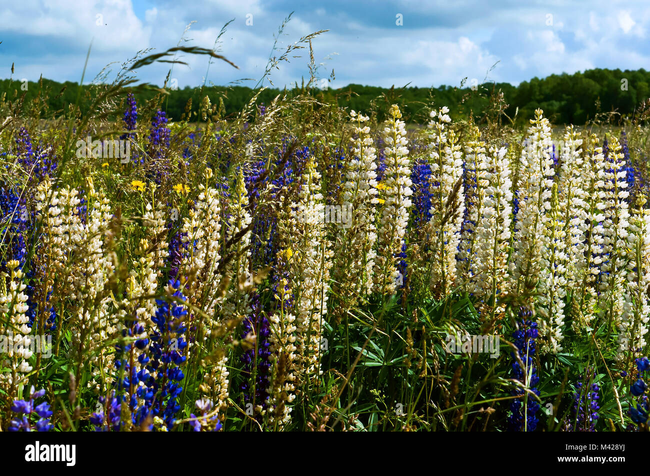 field outside the city, in the countryside, wildflowers Stock Photo - Alamy