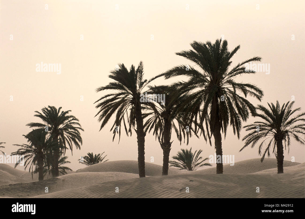 Tunisia. Douz oasis. Sahara desert. Sand dunes. Palm trees in the sand ...