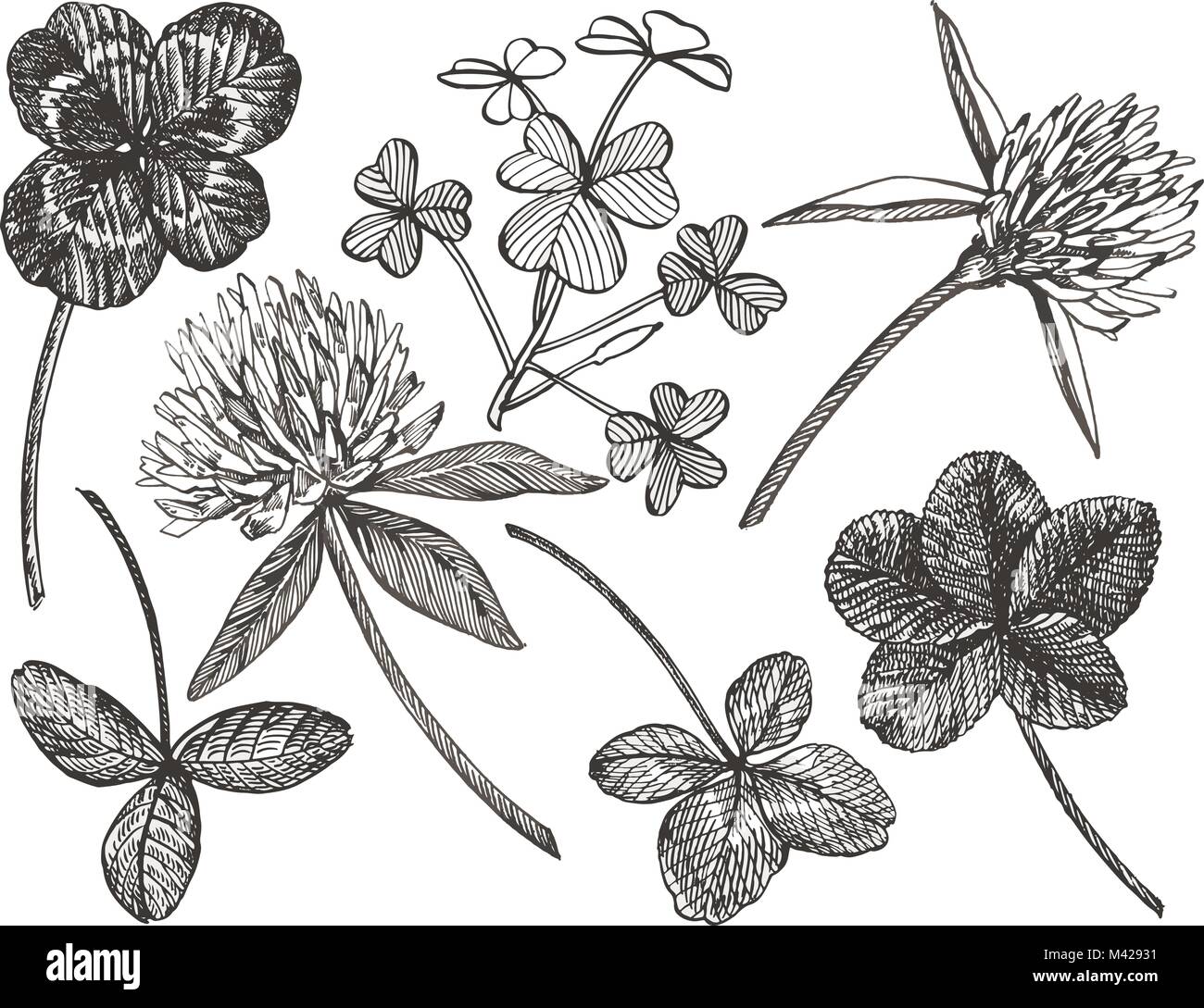 Clover vector set. Isolated wild plant and leaves on white background ...