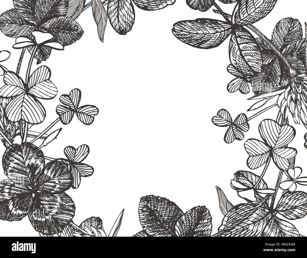 Hand-drawn graphic clover flower illustration. Painted botanical three ...