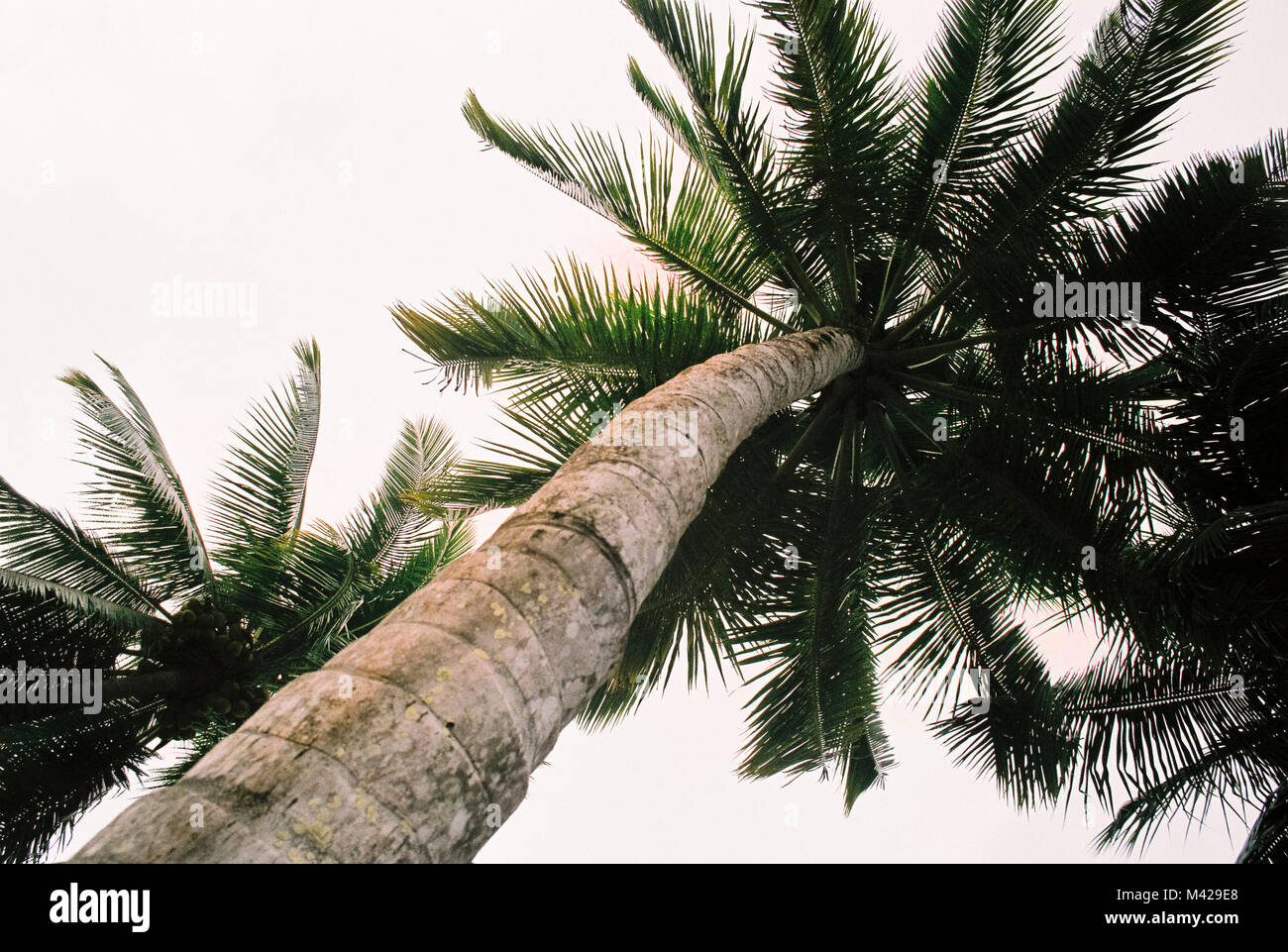 Palmtrees in Bocas Del Toro Panama. Shot from below with soft evening ...