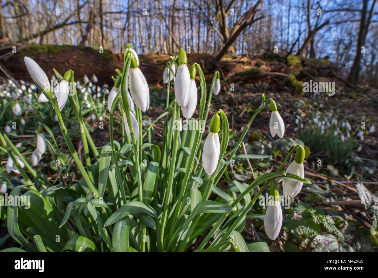 Late spring flowers uk hi-res stock photography and images - Alamy