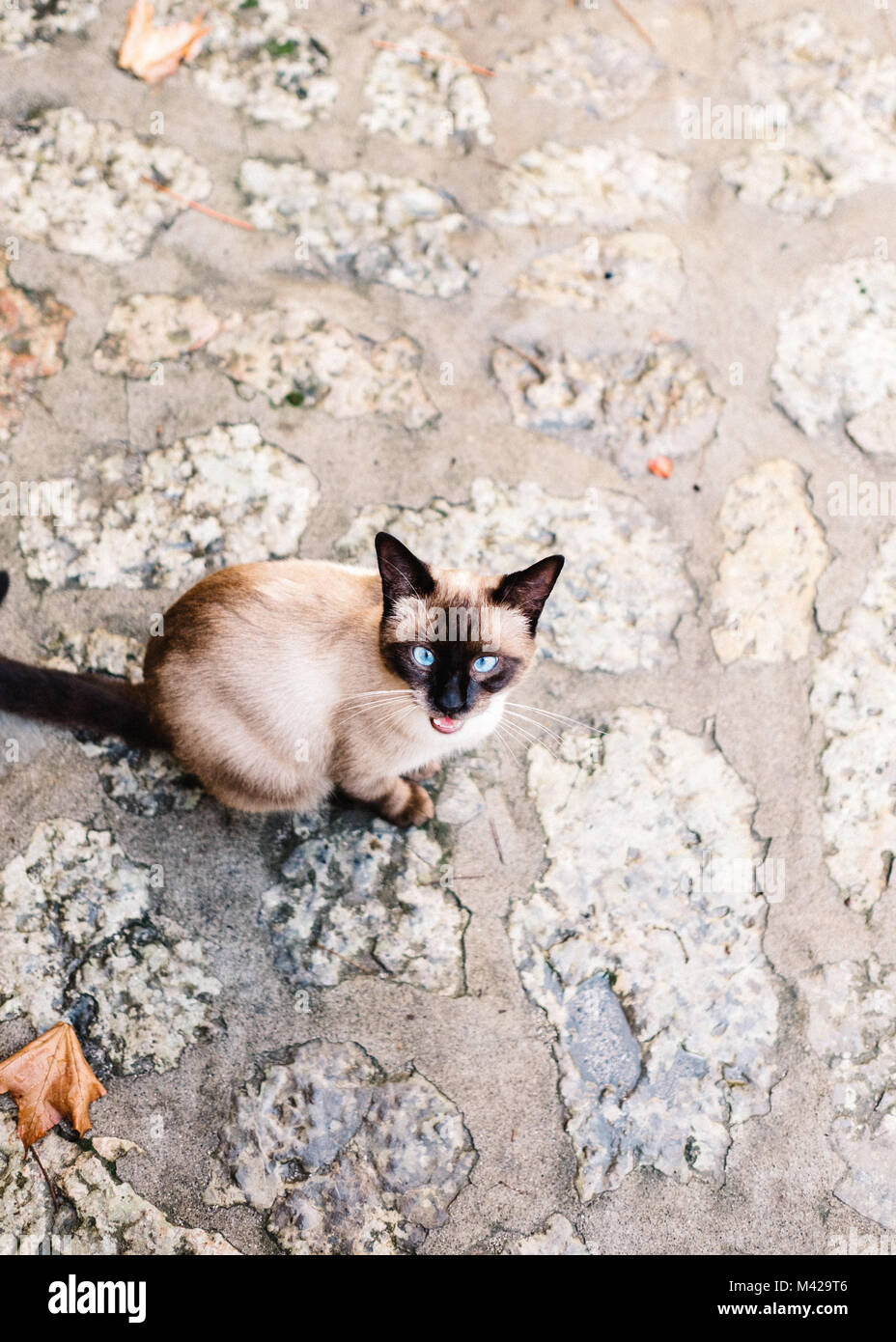 Meowing siamese cat hi-res stock photography and images - Alamy
