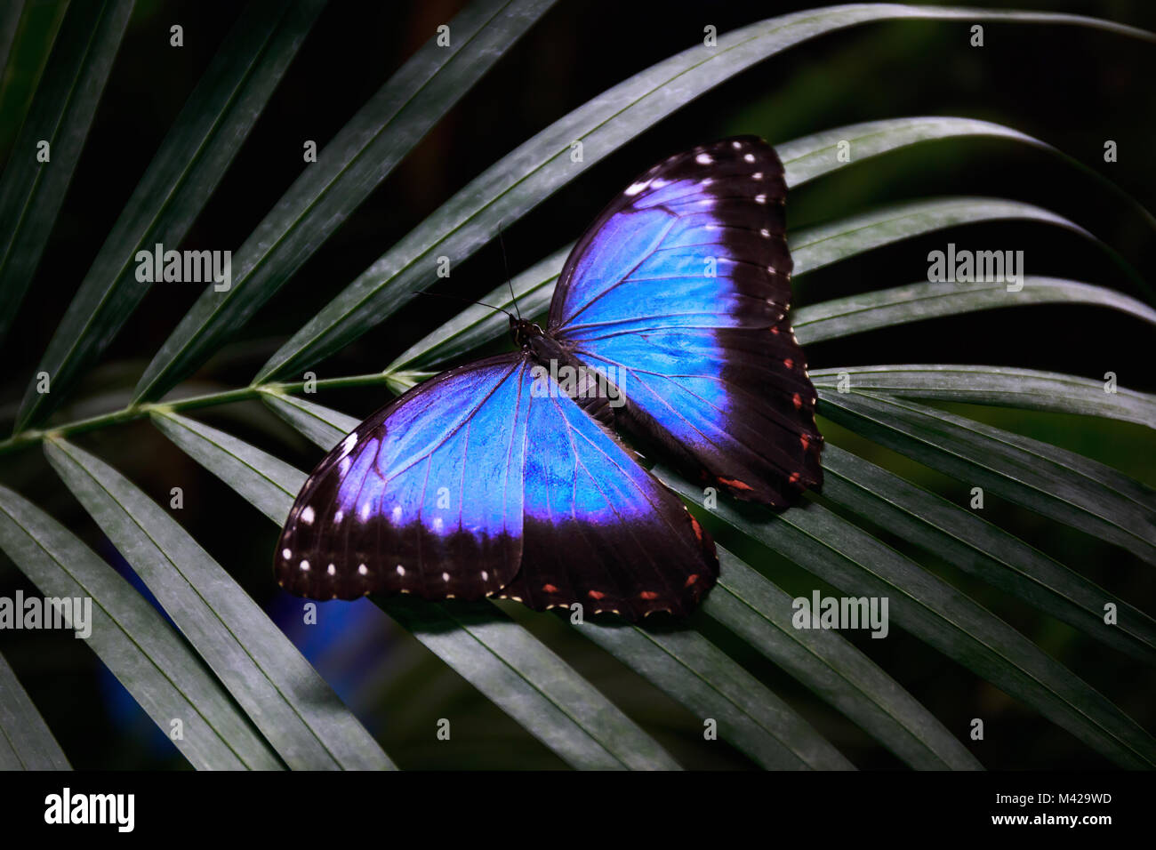 Morpho-peleides, belonging to the Nymphalidae family. Blue butterfly ...