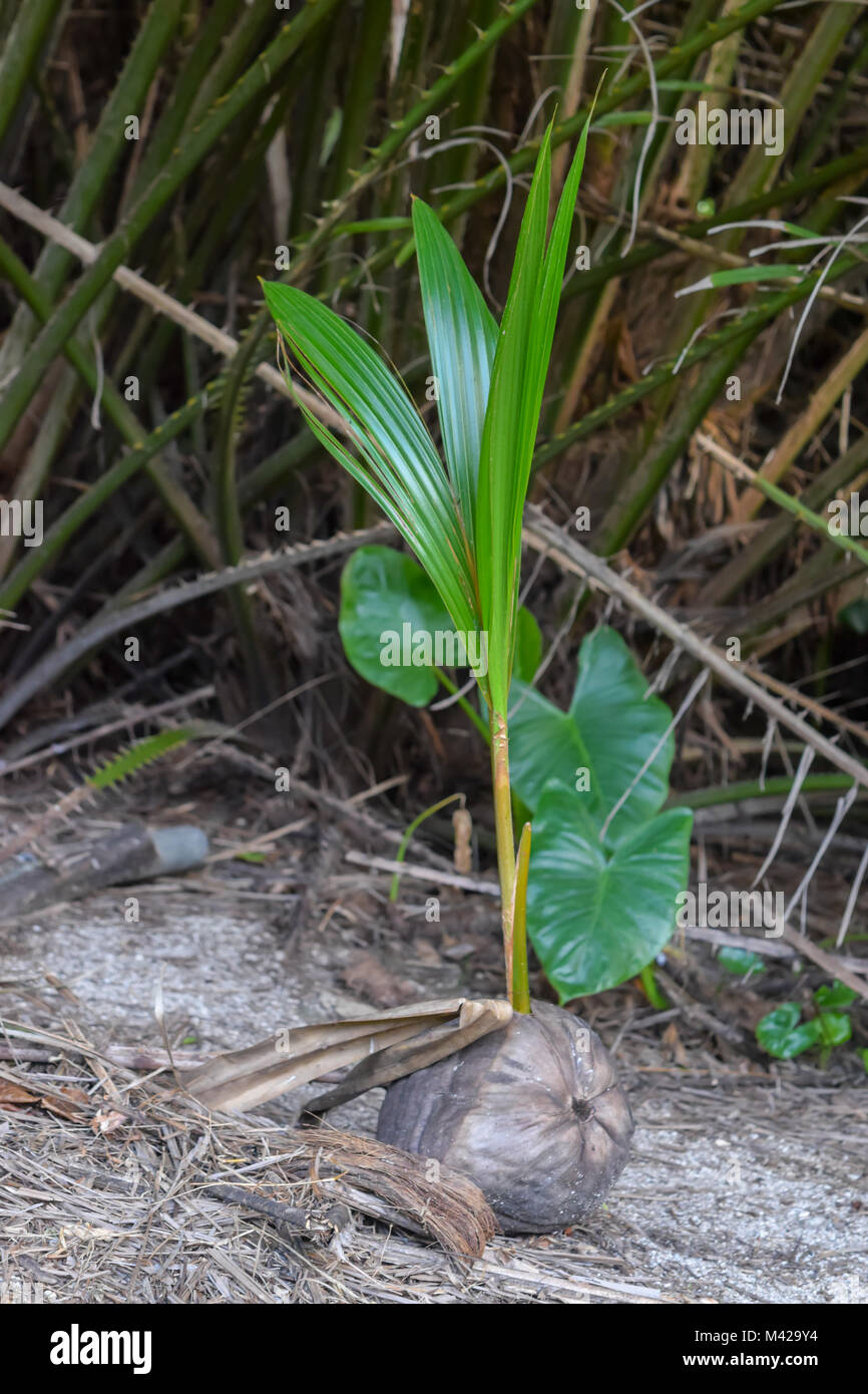 Young Palm Tree High Resolution Stock Photography and Images - Alamy