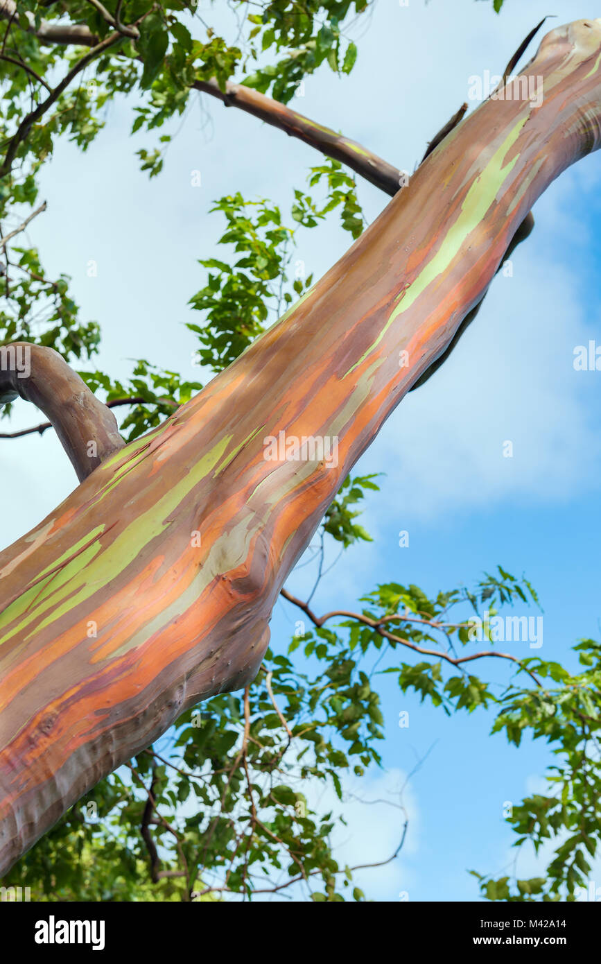 branch of a gum tree maui hawaii Stock Photo - Alamy