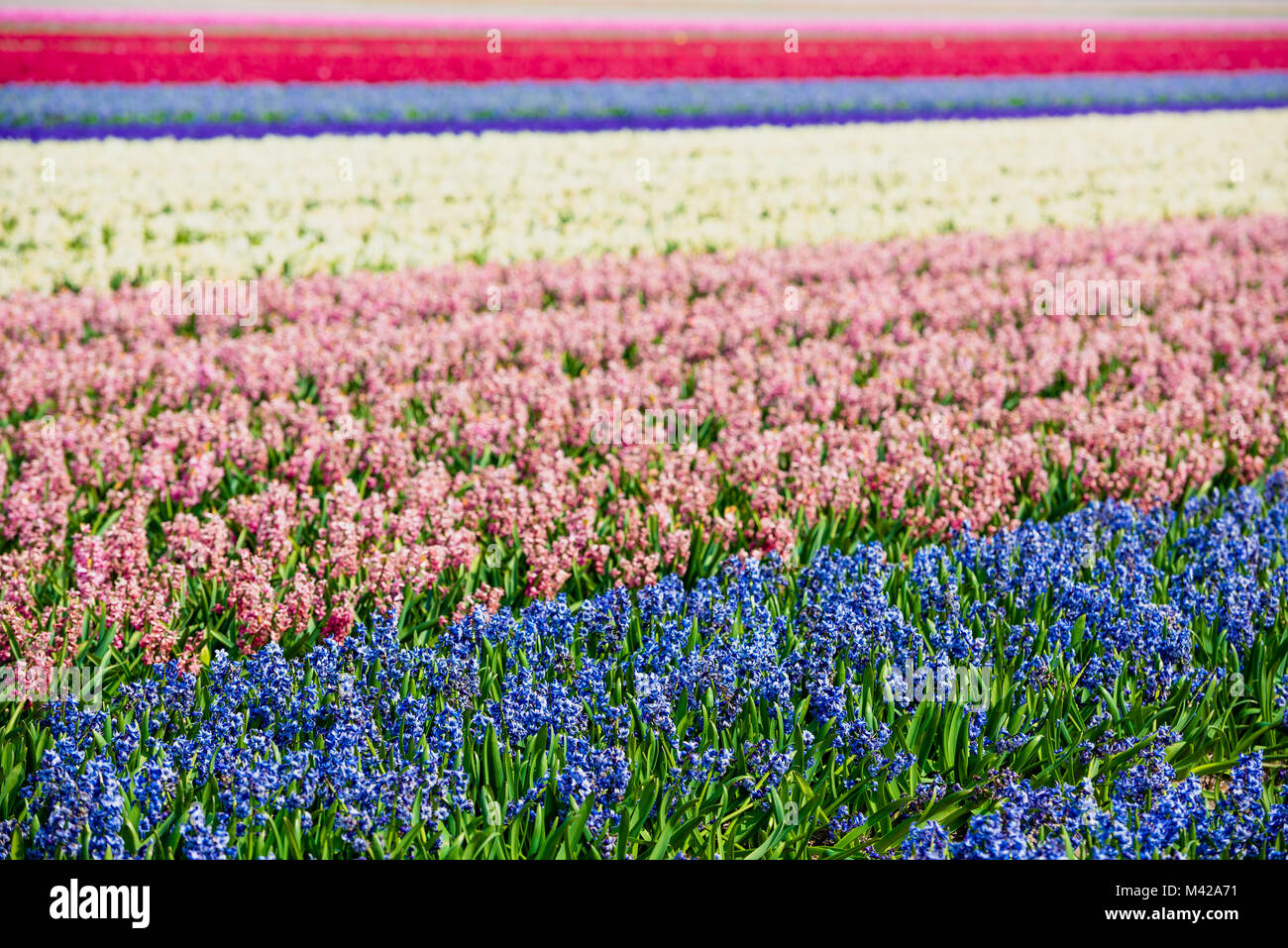 Hyacinths field in the Netherlands. Spring shot Stock Photo - Alamy