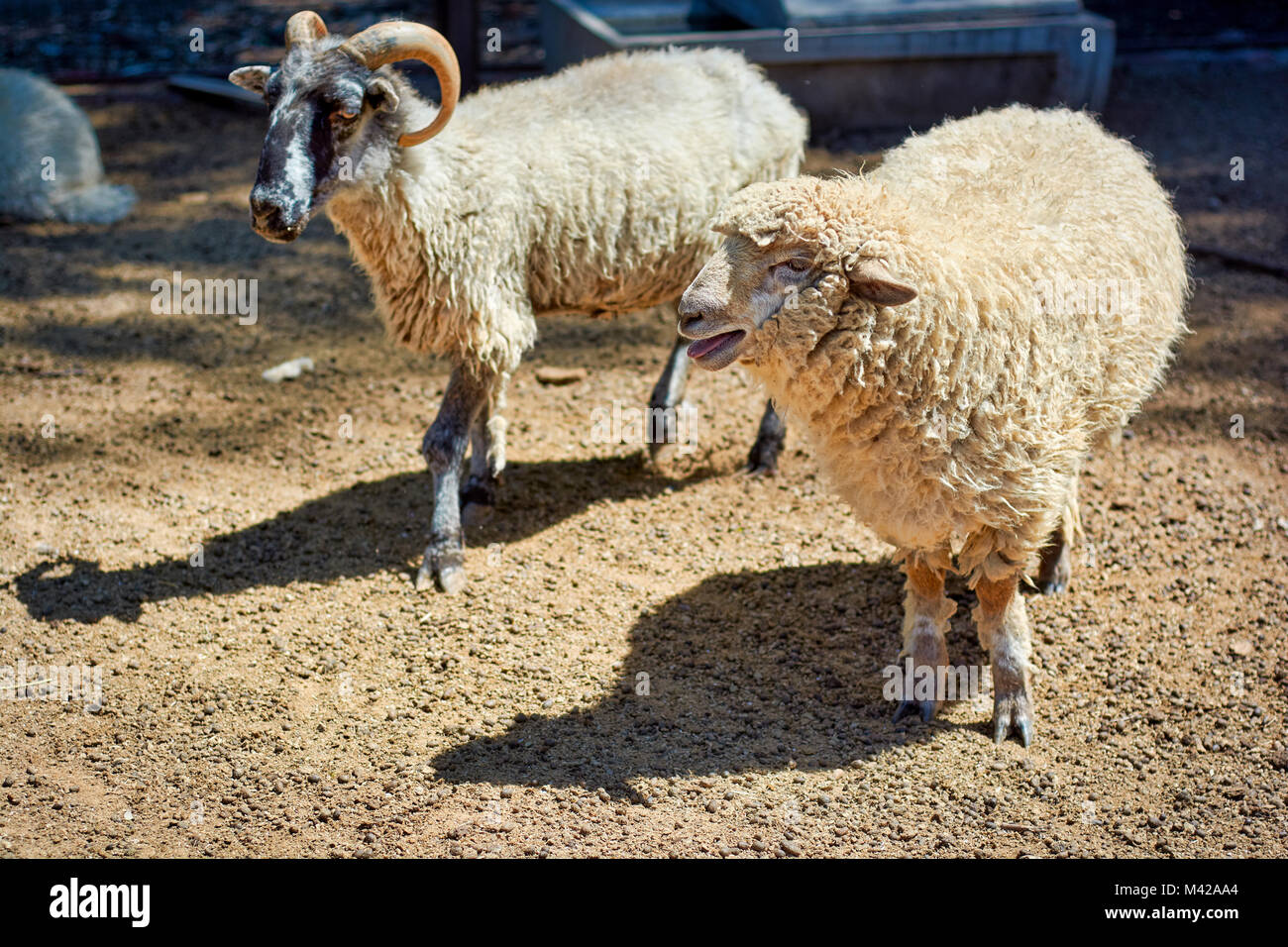 Bleating High Resolution Stock Photography and Images - Alamy