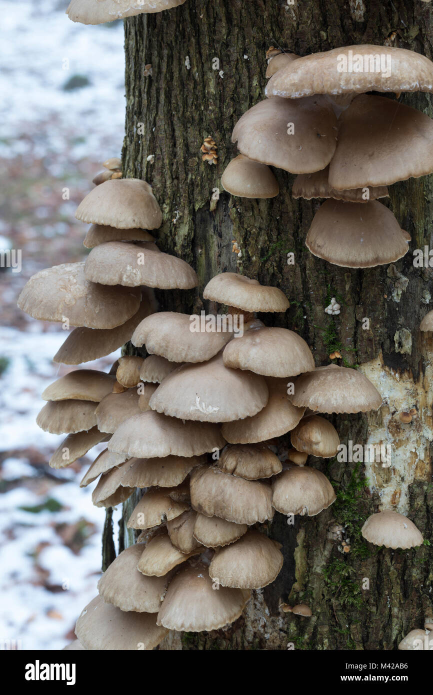 Austern-Seitling, Austernseitling, Austernpilz, Pleurotus ostreatus ...