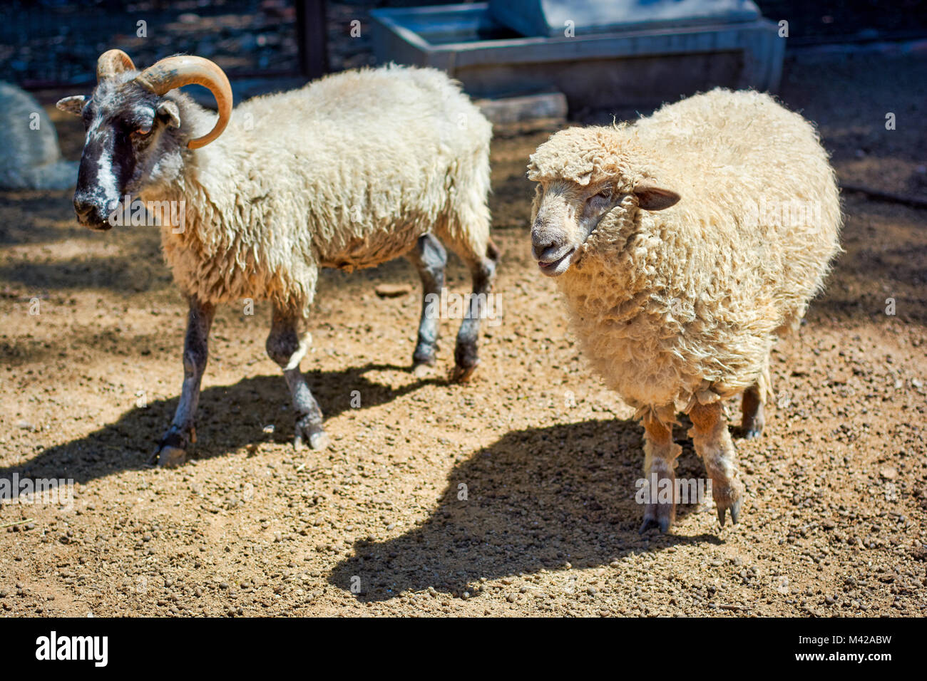 Sheep standing in the corral on a farm with a ram behind Stock Photo ...
