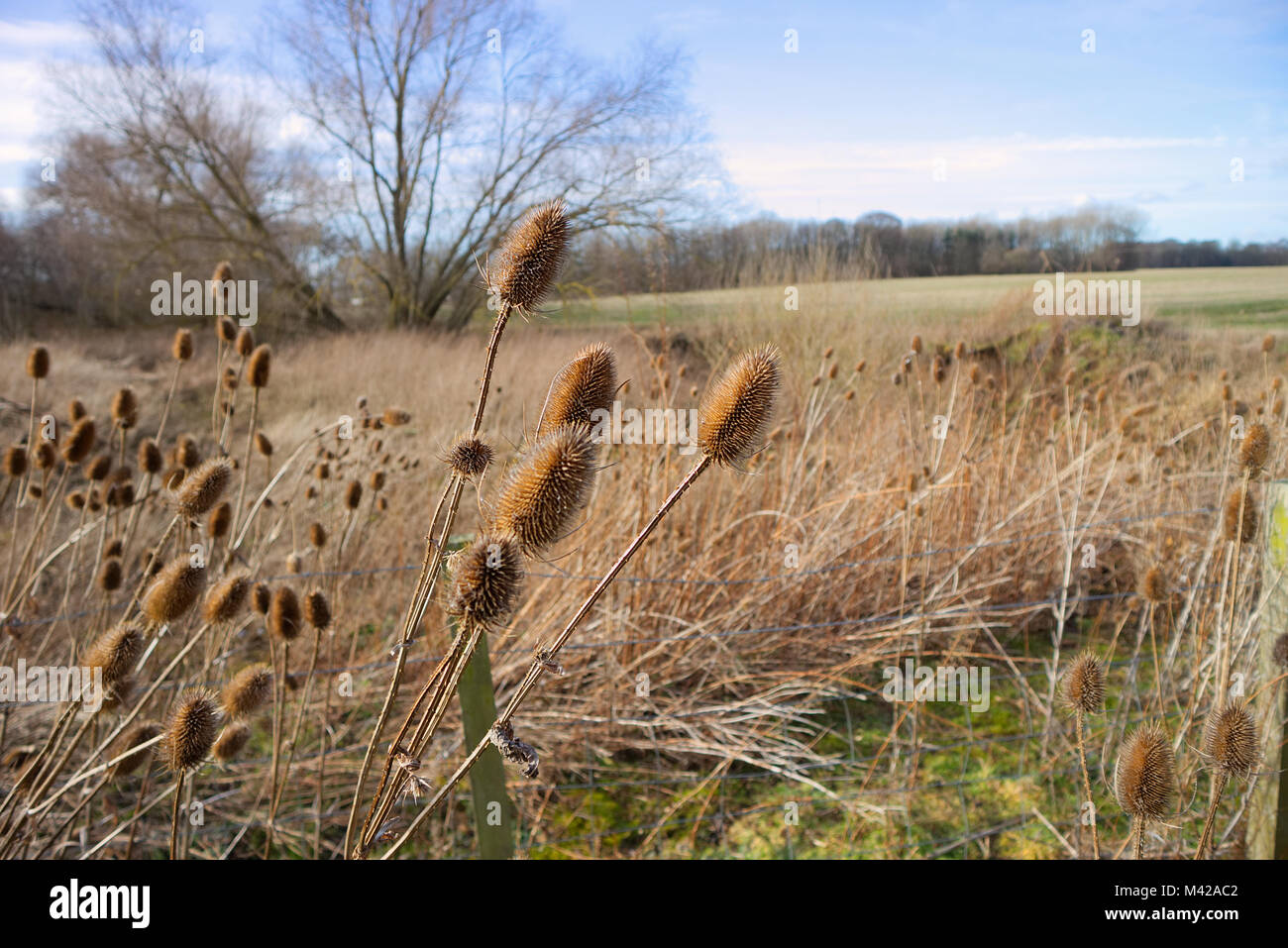 A field of teasel in the Scottish countryside Stock Photo - Alamy