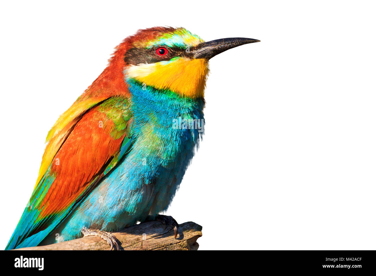 bright colors of birds on feathers, bright colors, printing and drawing ...